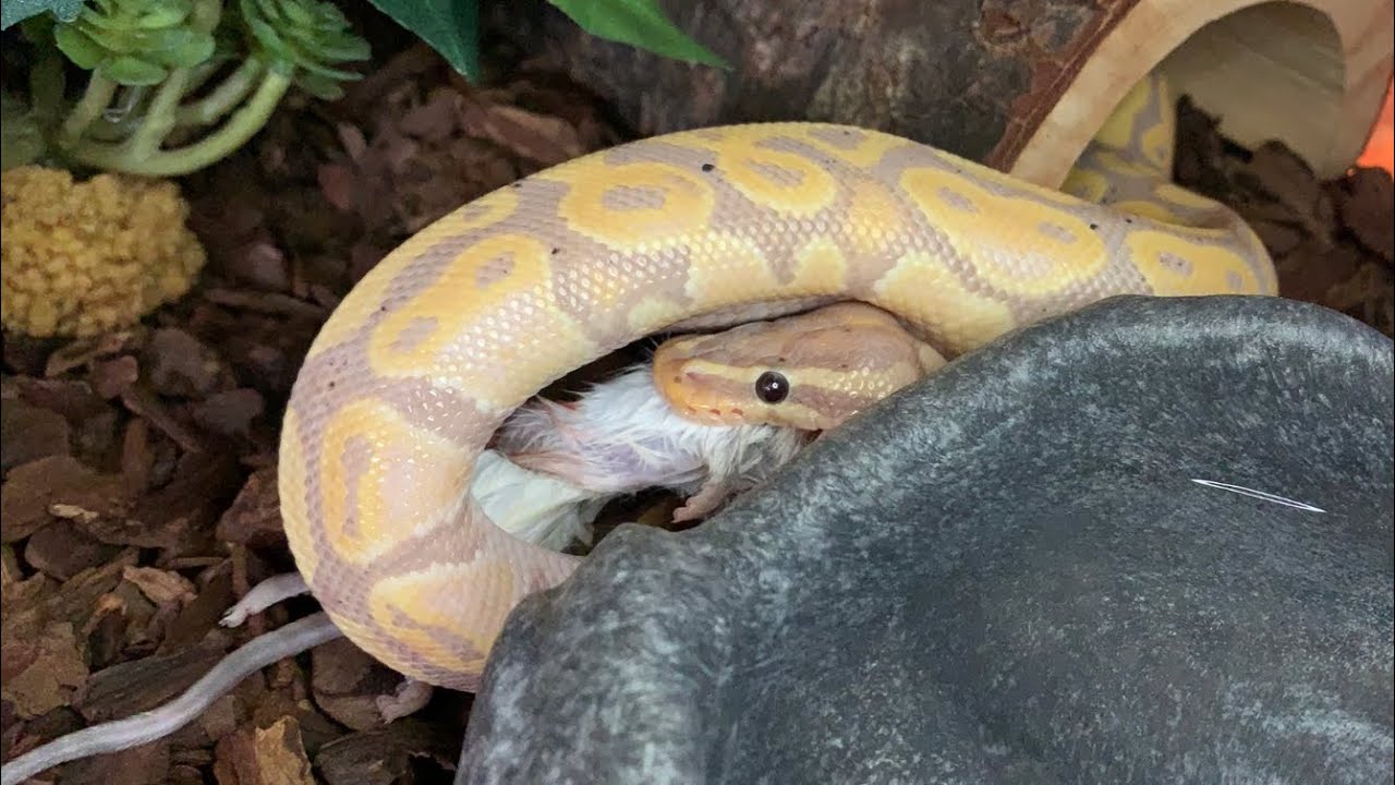 MY BALL PYTHON COLLECTION FEEDING COMPILATION - YouTube
