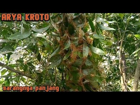 berburu semut rang rang di alam dapat banyak sarang pendek . - YouTube