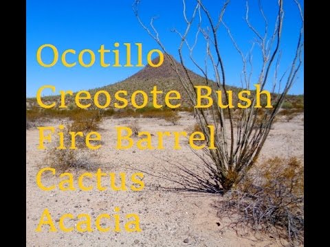 ocotillo, creosote bush, fire barrel cactus, and acacia plant ...