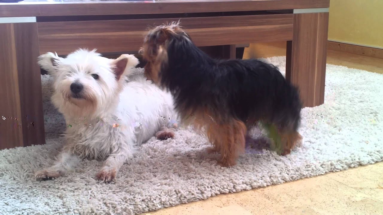 funny dog.mp4 - YouTube