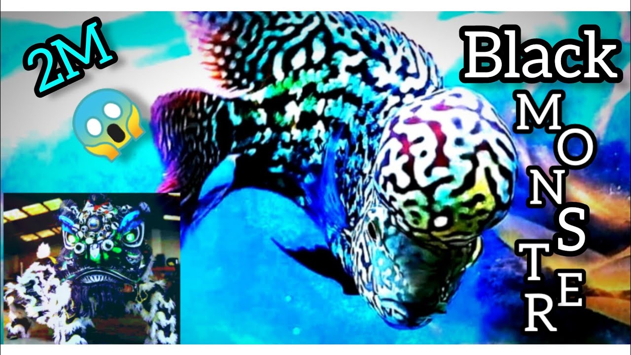 Black Monster kamfa FlowerHorn🖤. first time on YouTube🐠🖤 - YouTube
