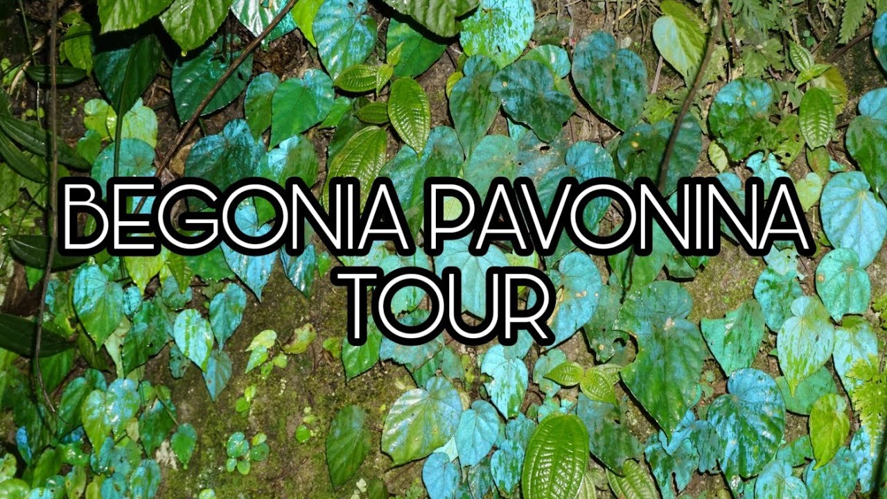Begonia Pavonina In Situ : Begonias Of Peninsular Malaysia. - YouTube