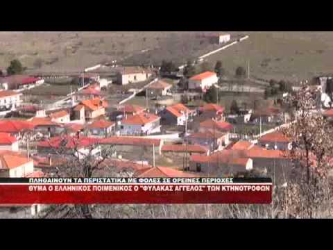 ΑΠΟΚΛΕΙΣΤΙΚΟ ΣΙΔΕΡΑ ΚΟΖΑΝΗΣ ΦΟΛΕΣ ΣΕ ΣΚΥΛΙΑ ΚΤΗΝΟΤΡΟΦΩΝ - YouTube
