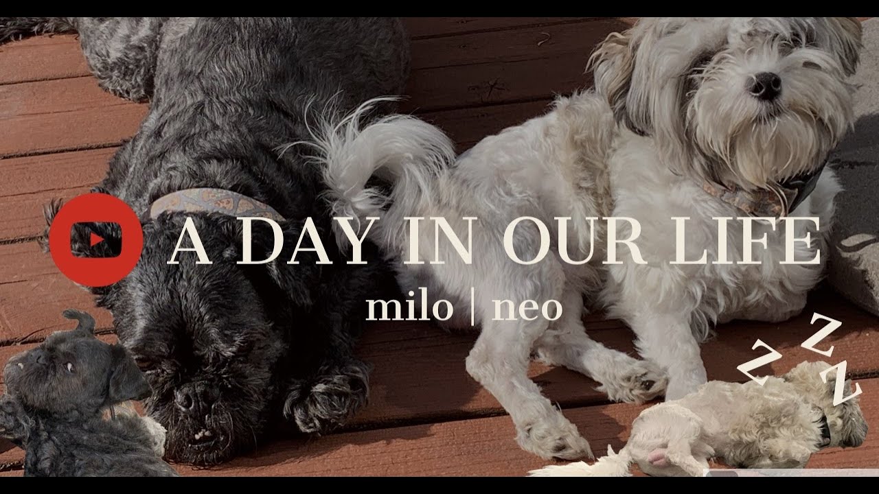 VLOG: A DAY IN MY LIFE WITH MY FUR BABIES (collab w/ Audrey Vlogs ...