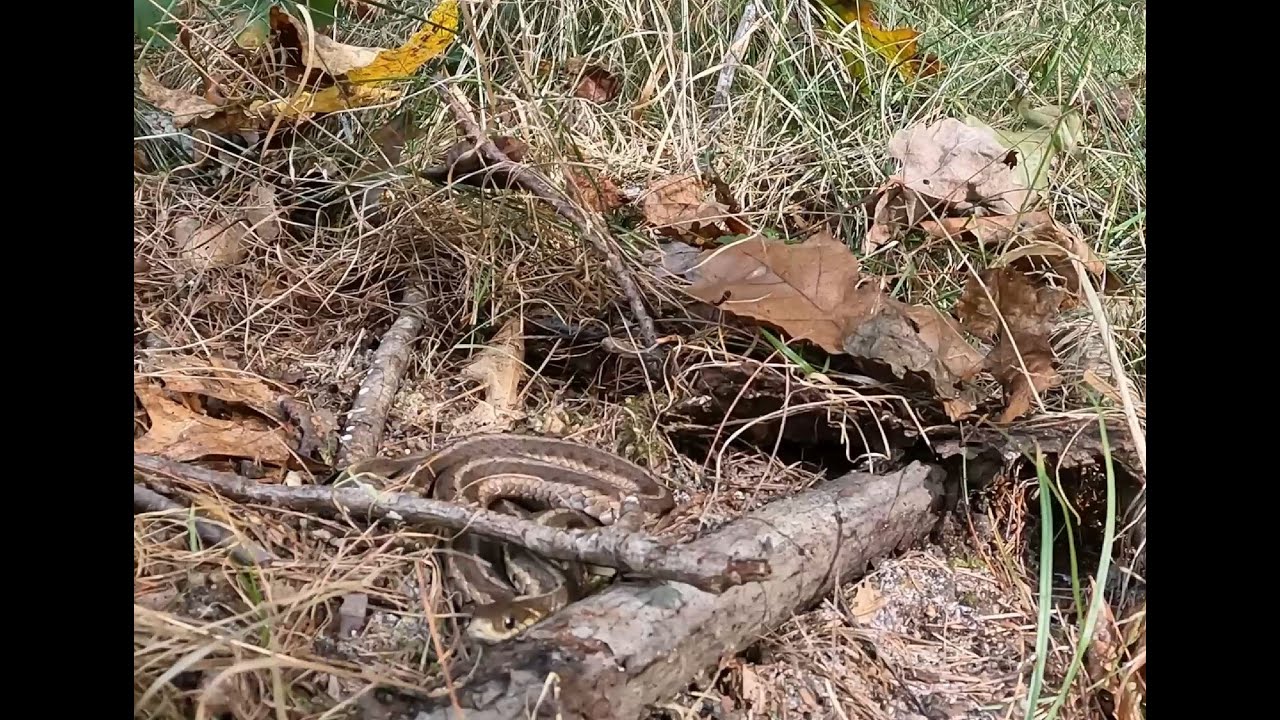 Snake Found Under Log While Splitting Firewood - YouTube