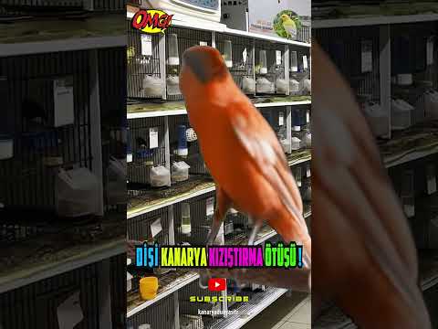 Bu Sesi Açtım… Ve Olanlara İnanamadım ! 😳 #shorts