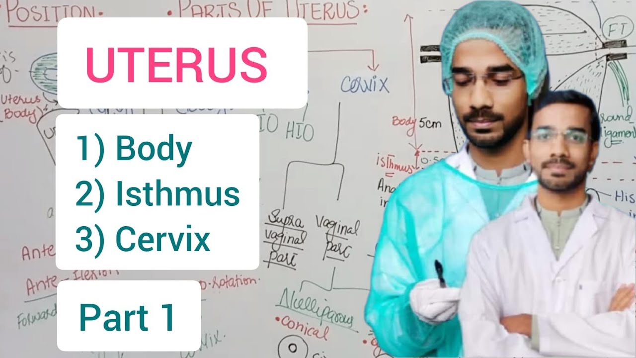 UTERUS #gynecology#uterus - YouTube