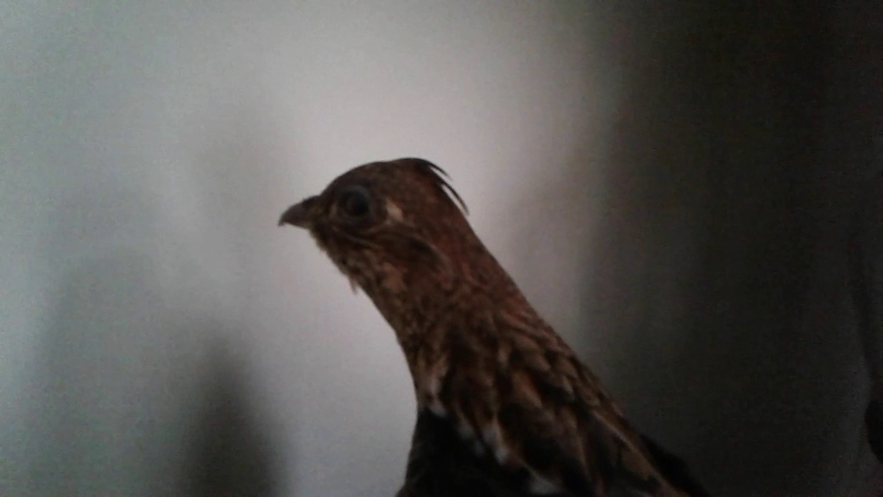 Petting a vicious hawk - YouTube