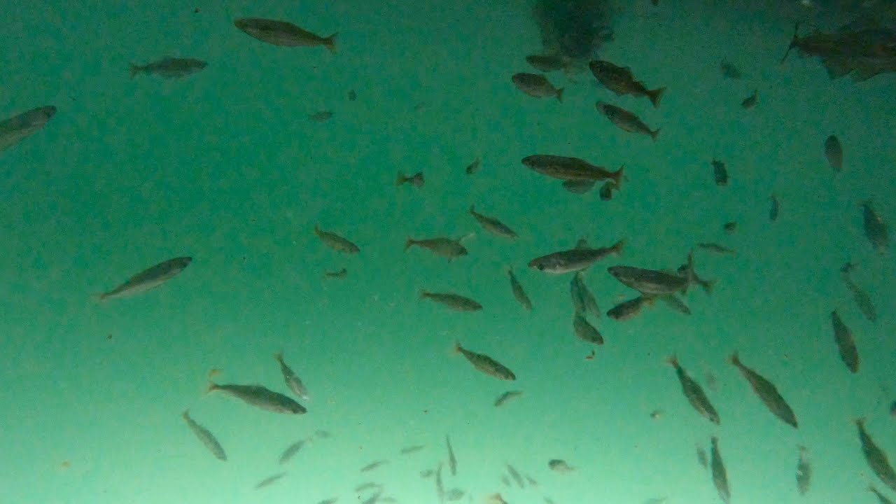 Fishing in the fog, amazing underwater footage - great tip for not ...