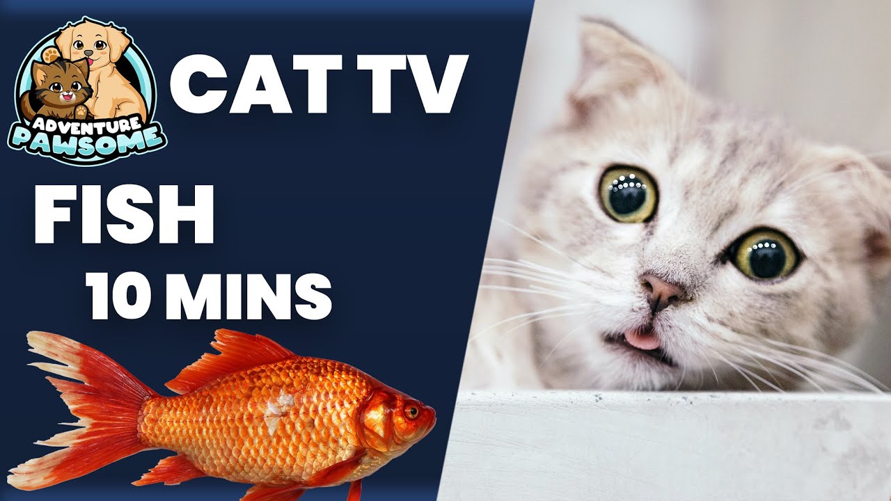 10 Minute Relaxing Video Of Fish To Watch For Cats: Cat Tv #fish - YouTube