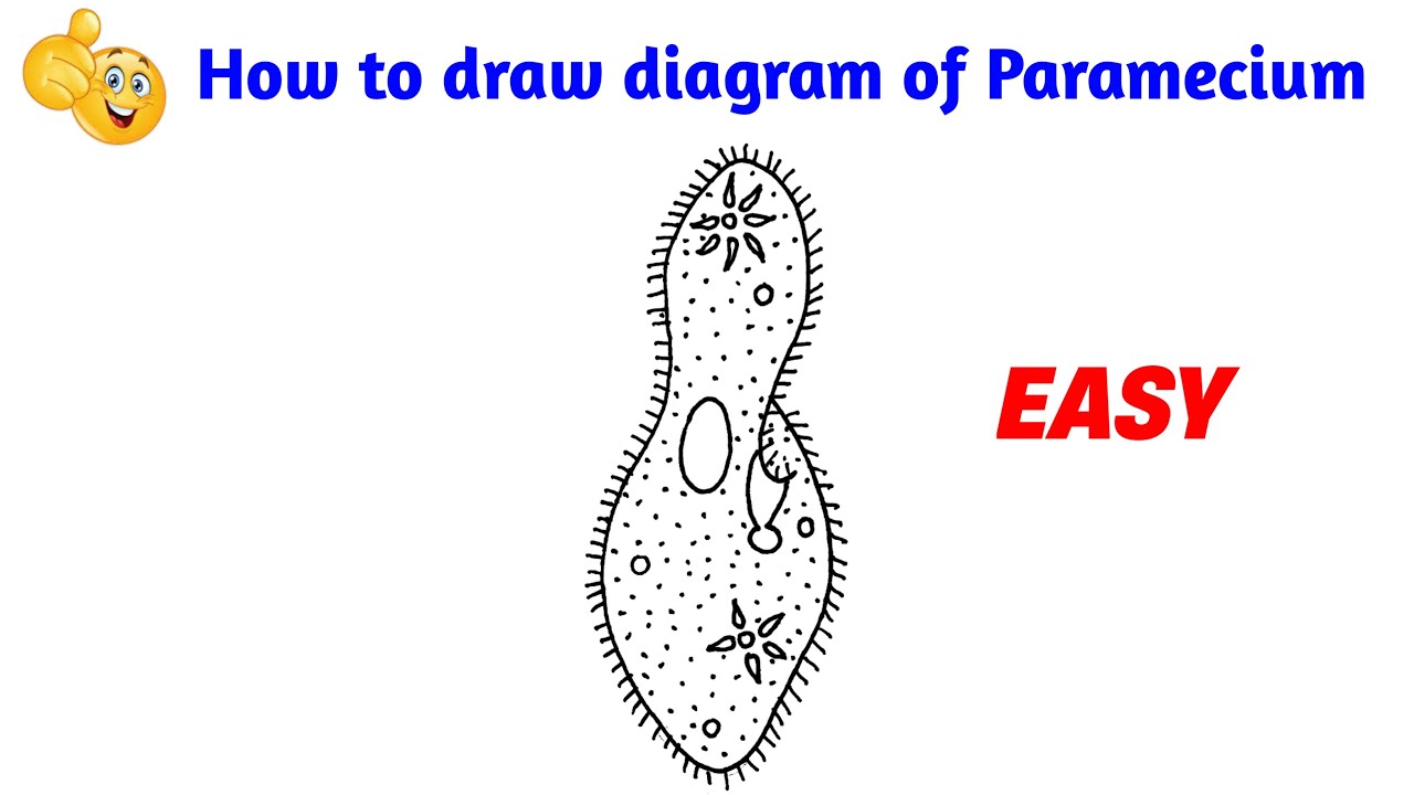 How to Draw Paramecium | how to draw diagram of paramecium step by step ...