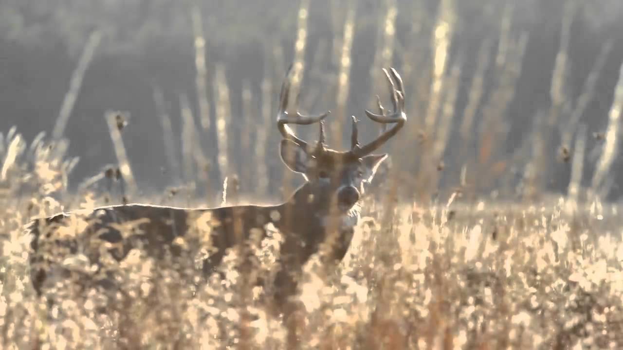 14 Point Terror - Alpha Buck In Rut With Me - YouTube