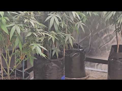 7 weeks 3 to go until fully finished no such thing as good 8 week grown pee on weed that guy ch2 ...