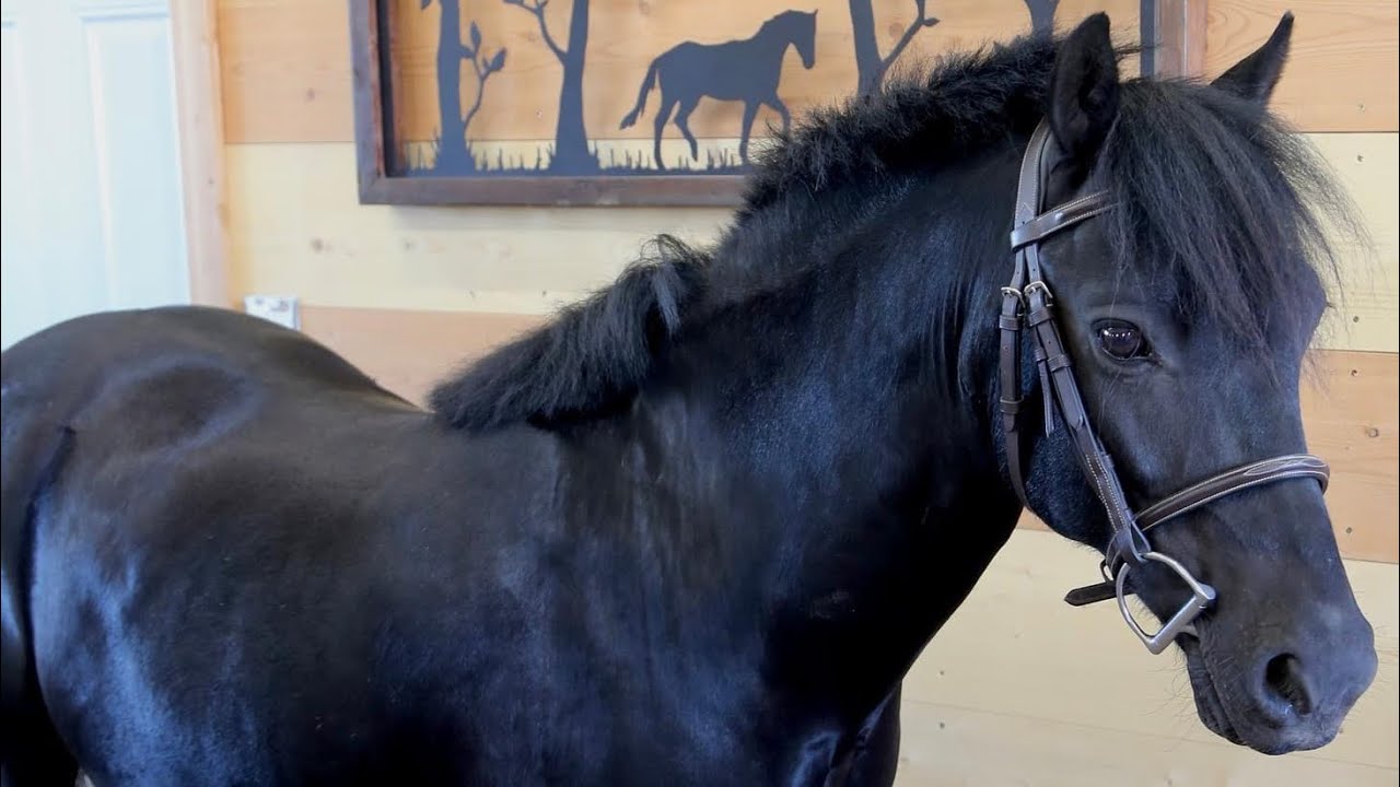 Stonecountry’s North Star “Billy” Registered Welsh Small Pony For Sale ...