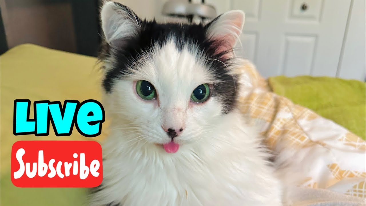 TGIF - Friday Fluff - Live Stream - YouTube