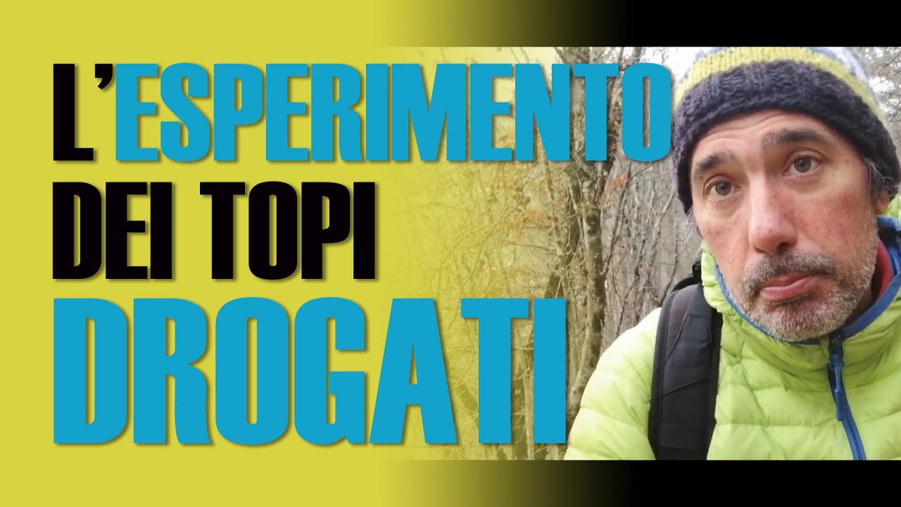 L'esperimento dei topi DROGATI - YouTube