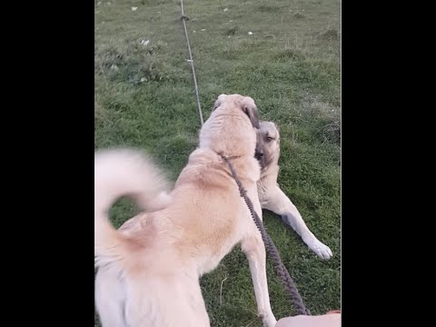 Mahallenin delikanlıları karşılaştı ( Duman ve Karabaş )