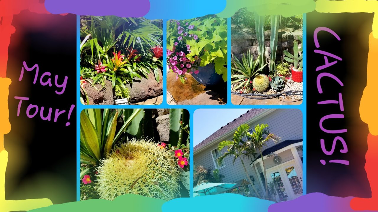 May/June Garden Tour! || Quick Cactus & Bromeliad Garden || Weekly Vlog ...
