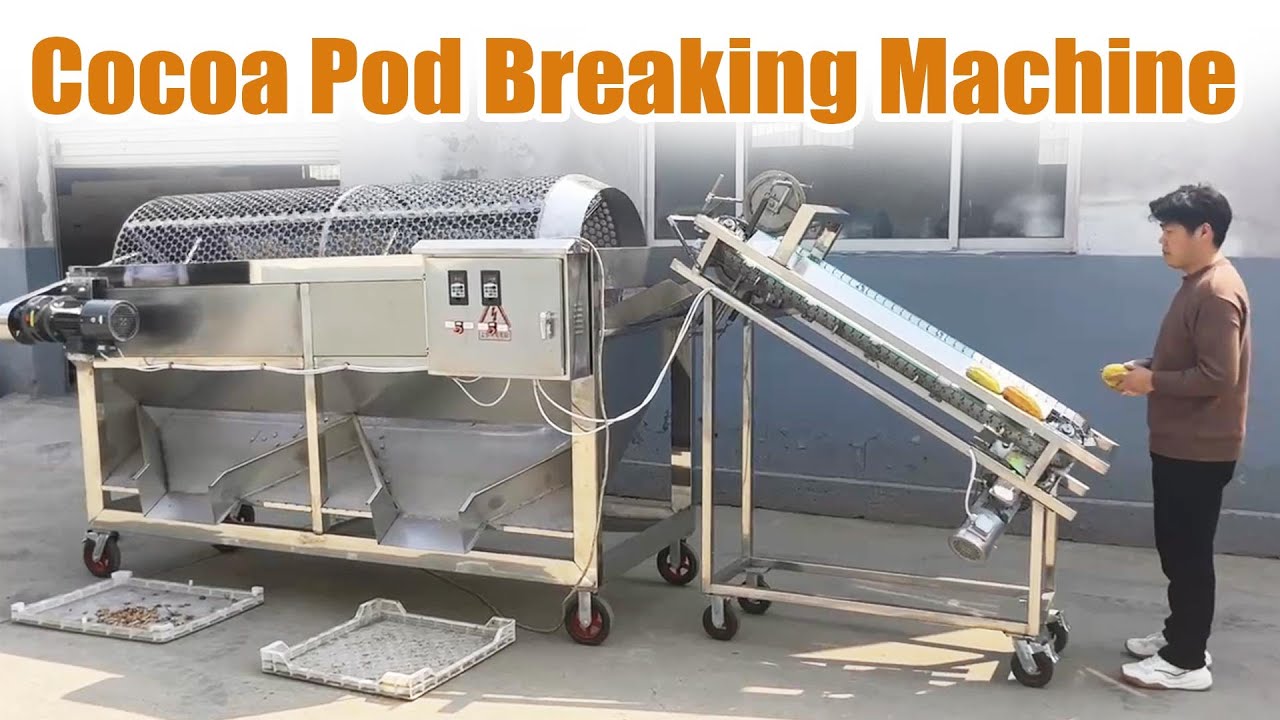 Amazing cocoa pod breaking machine | Fast cocoa bean cracking machine ...