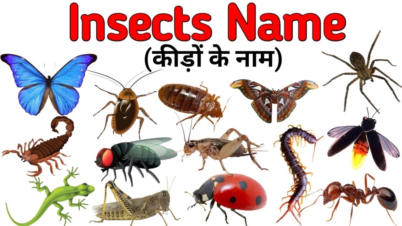 Insects Name Hindi & English with Pictures |कीड़े मकोड़ों के नाम हिंदी ...