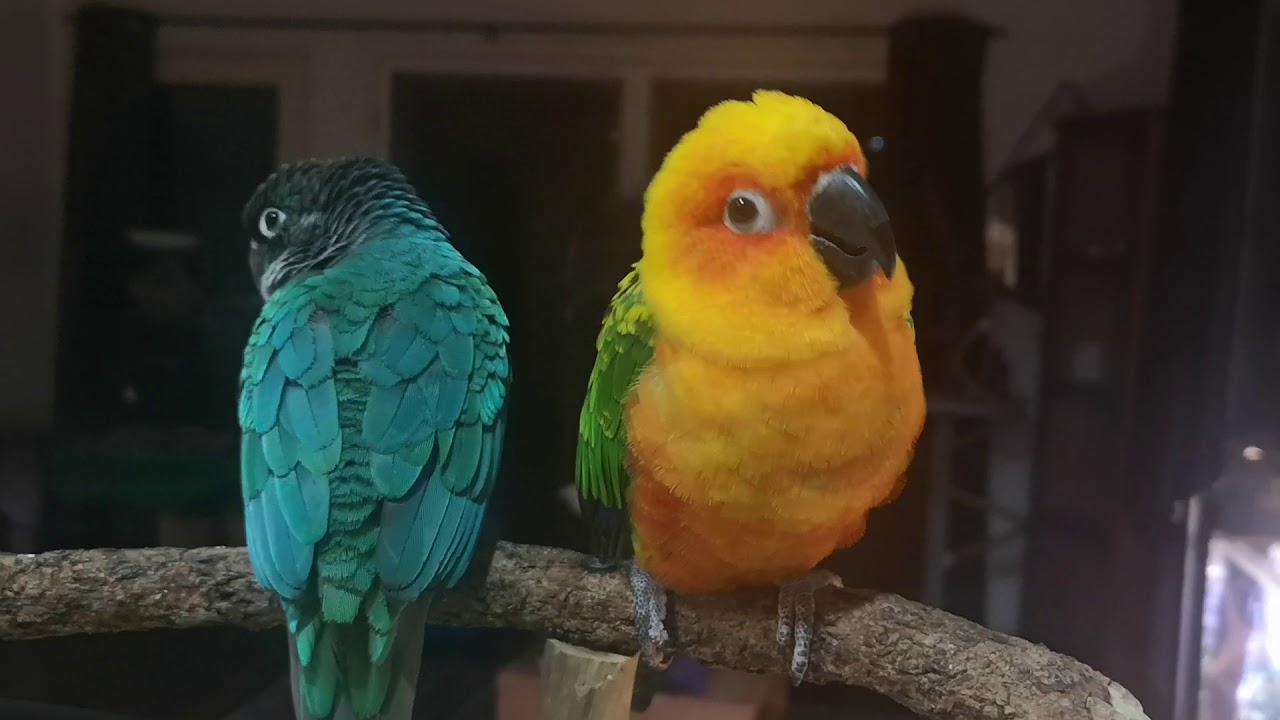 Hormonal dancing cute Conure - YouTube