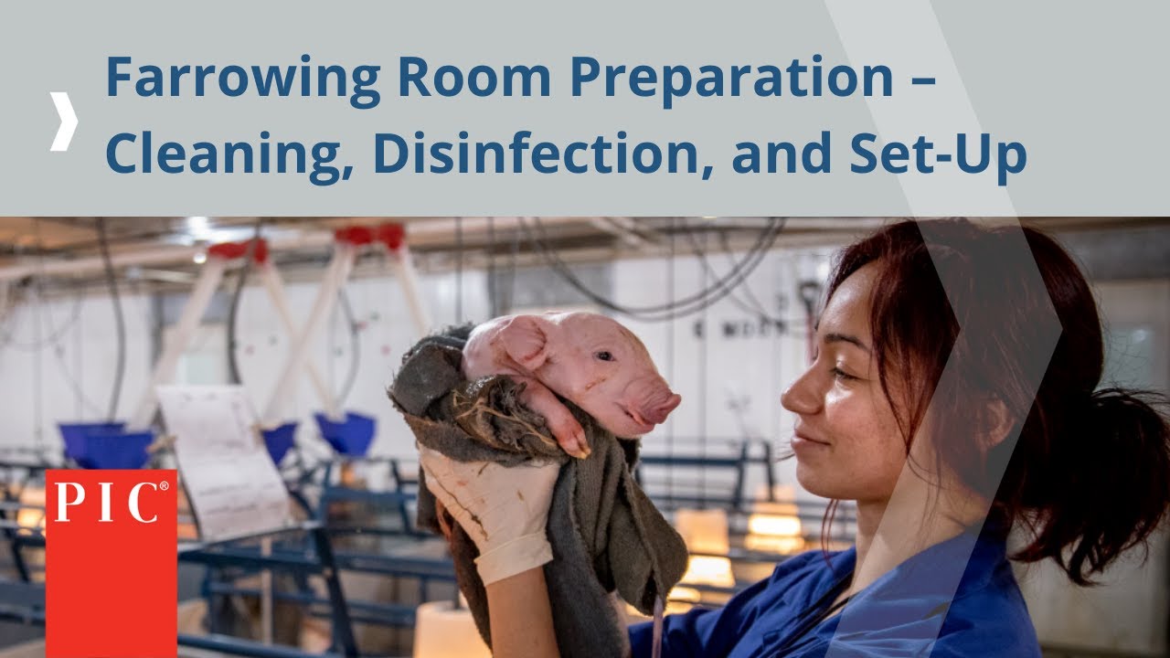 Farrowing Room Preparation – Cleaning, Disinfection and Set-Up | Pig ...