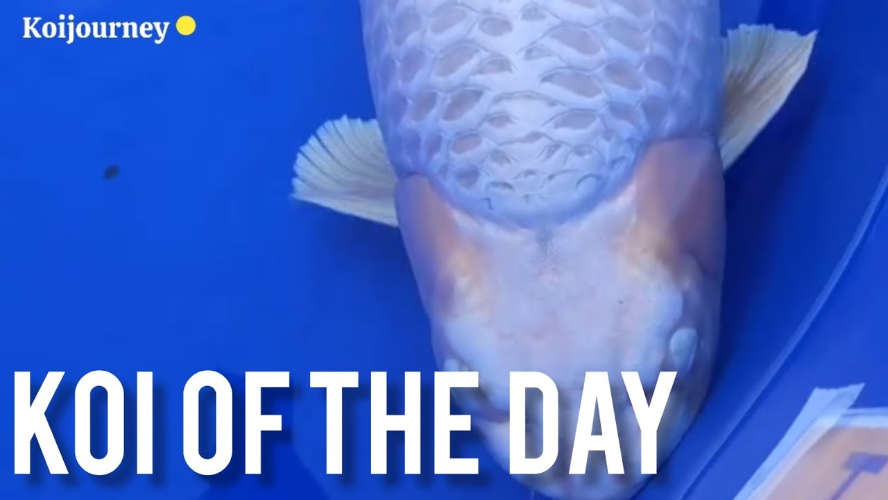 Ultimate Guide to Stunning Koi: Expert Tips and Breathtaking Footage ...