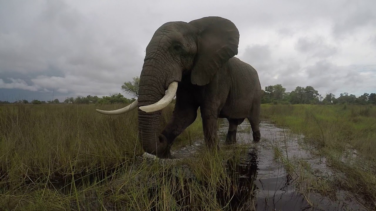 Jabu the elephant walking in the Okavango Delta, Botswana! Living With ...