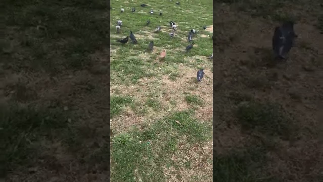 Pigeons flying away from me - YouTube