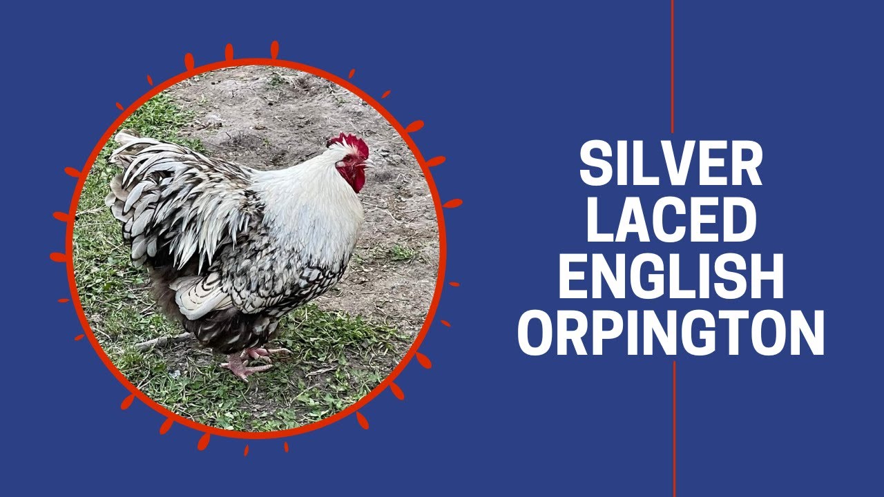 Silver Laced English Orpington Chicken by Cackle Hatchery - YouTube