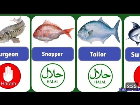 Halal And Haram Fish In Islam || Halal &Haram Fish List