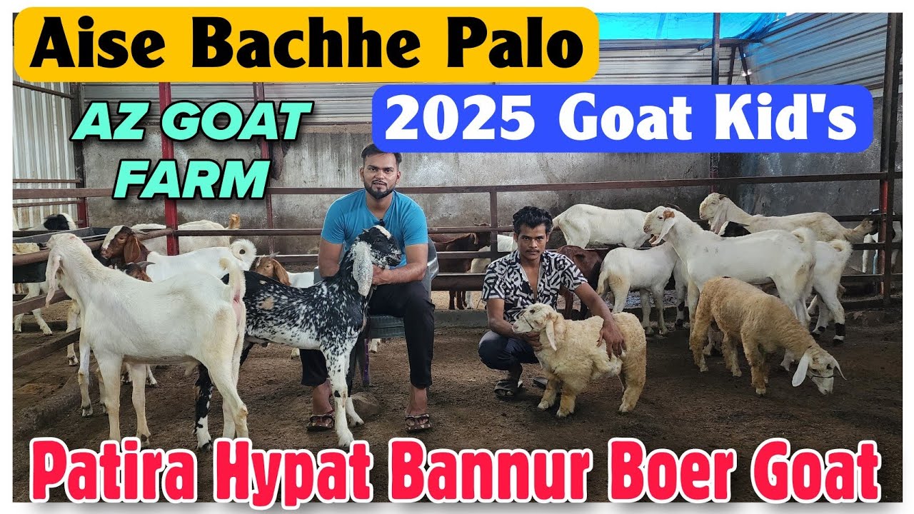 2025 Goat Kid's At AZ GOAT FARM | Bannur Hypat Patira Boer Palne Wale ...