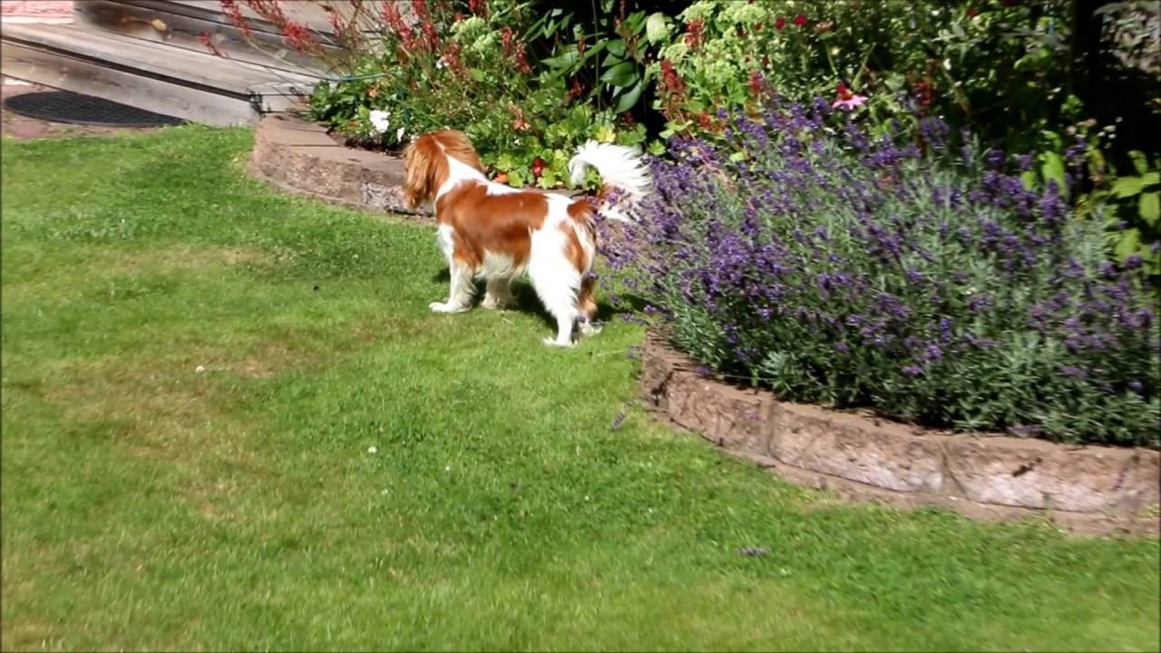 Charlie Hunting - YouTube