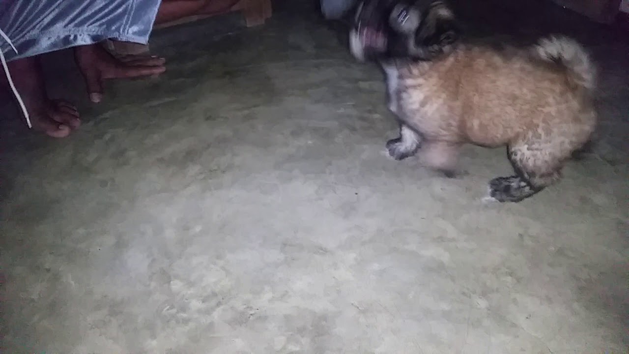 Dog dog aw aw - YouTube