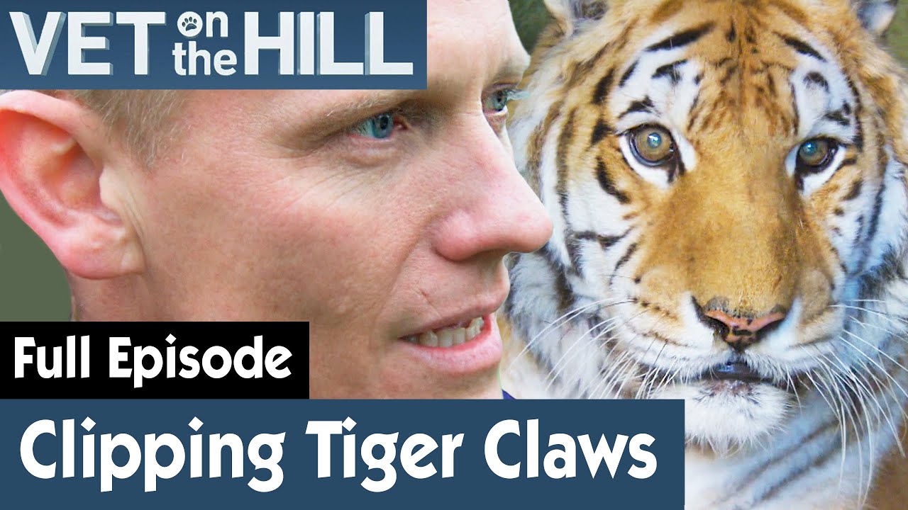 🐯 Clipping A Tiger’s Enlarged Claws | FULL EPISODE | S02E16 | Vet On ...