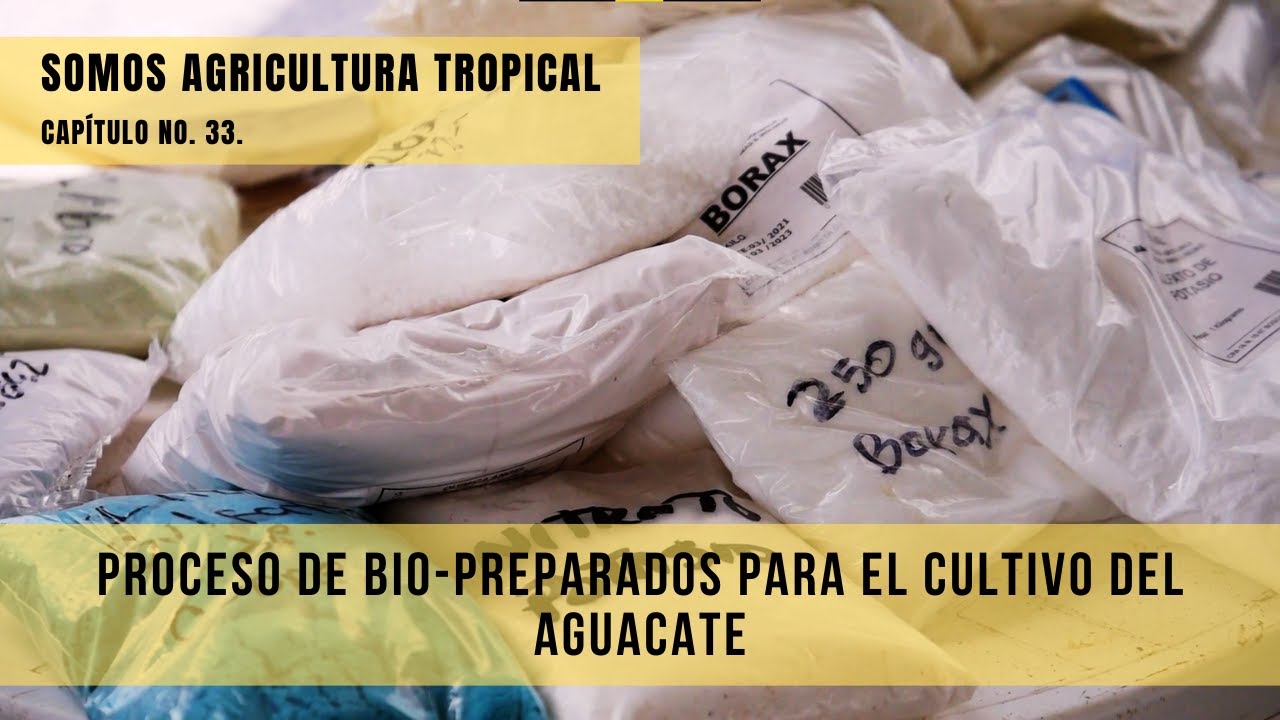 Proceso de bio-preparados para el cultivo del aguacate - Somos ...