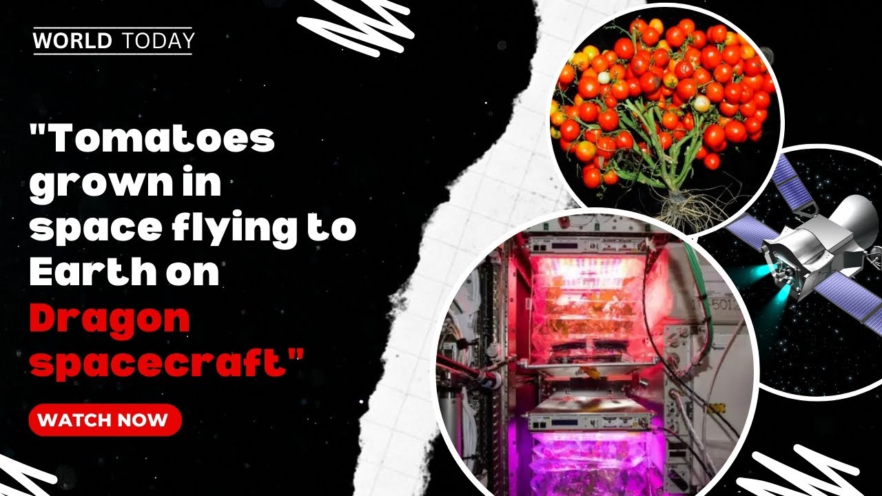 Tomatoes grown in space flying to Earth on "Dragon spacecraft" || WORLD ...