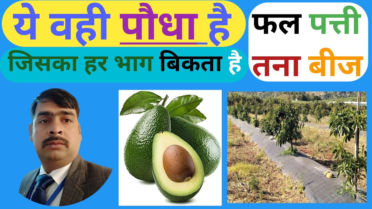 Avocado fal ki kheti || Avocado fal ki kheti kaise karain || एवोकैड़ो ...