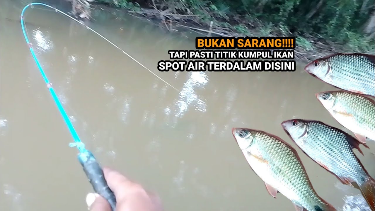 BERTUBI-TUBI...!!! MANCING WADER SAAT AIR SUNGAI KERUH IKAN PADA KELAPARAN (MICRO FISHING) - YouTube