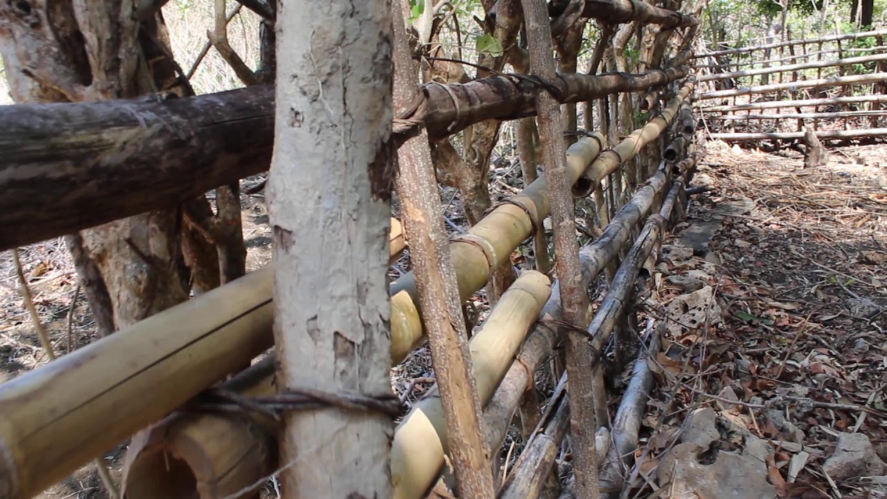 KISAH SUKSES PETERNAK SAPI LENGKO LOLOK - YouTube