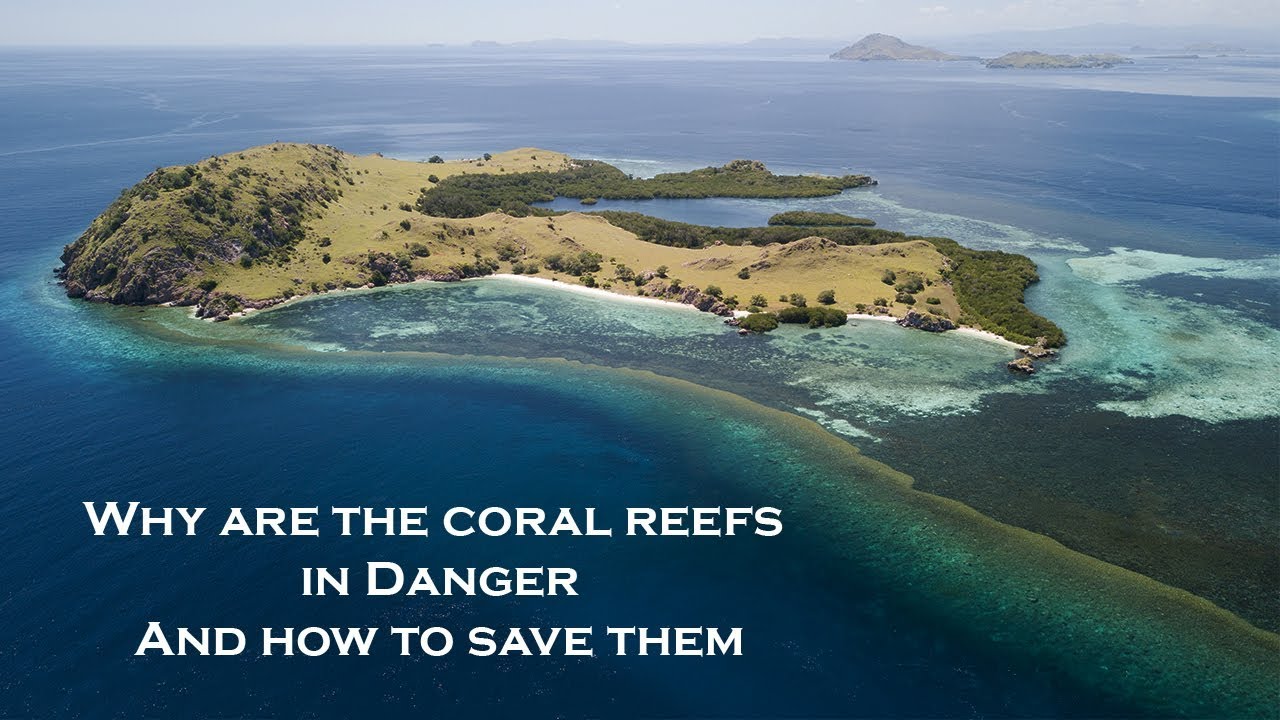 World Reef Day - How to save coral reefs and why? - YouTube