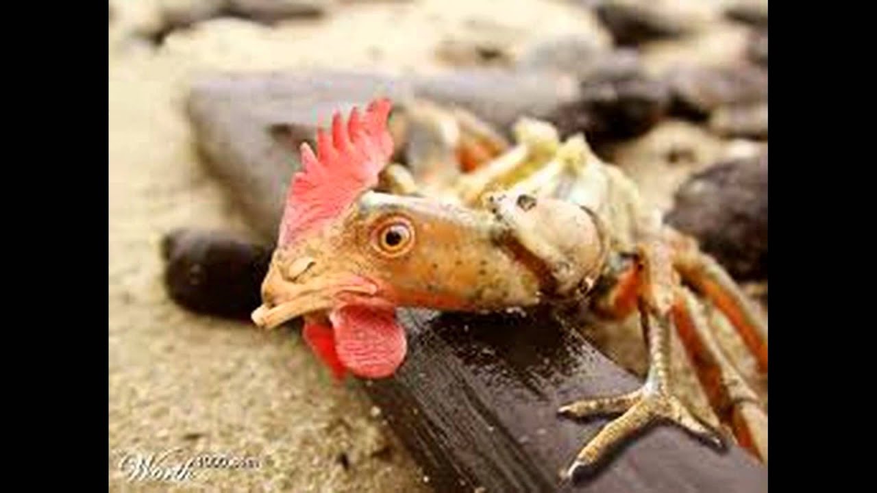 29 animales mas raros del mundo - YouTube