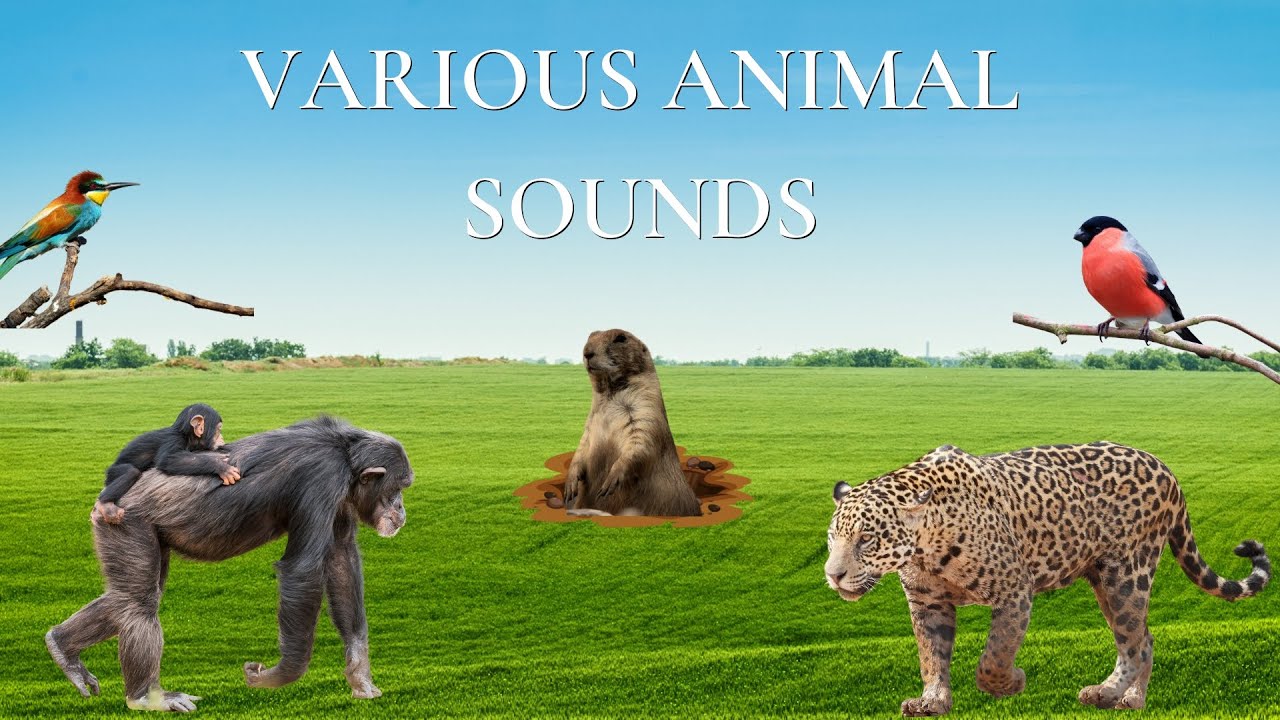 Beautiful Animal Sounds - Jaguar, Chimpanzee, Groundhog, Bullfinch, Red ...