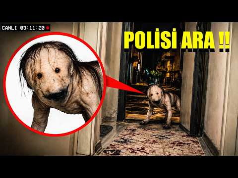 Evinizin Önünde BU HAYVANI Görürseniz Hemen Kaçın! (POLİSİ ARA)
