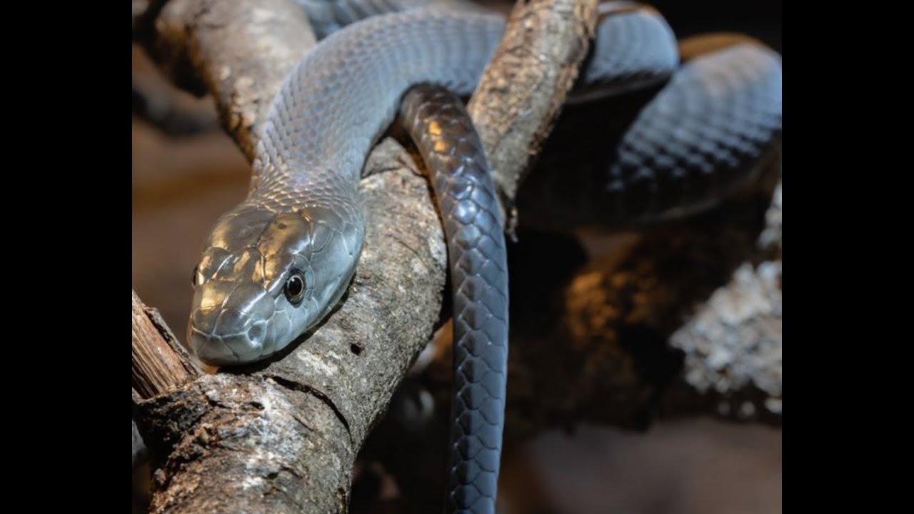 Most dangerous snakes🐍🐍🐍 at KANDT HOUSE MUSEUM in kigali !!! - YouTube