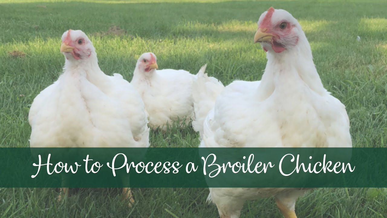 Processing a Broiler Chicken with Meyer Hatchery! - YouTube