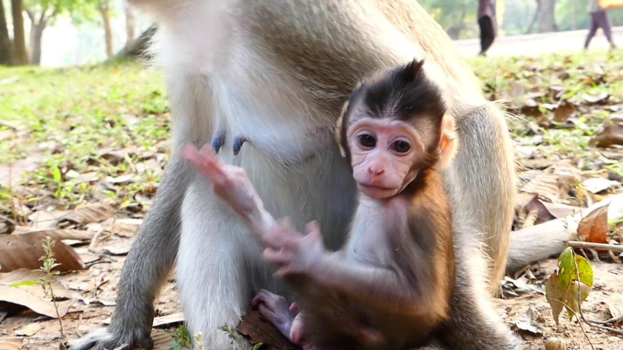 It is so beautiful newborn monkey, What this is newborn baby monkey? It ...