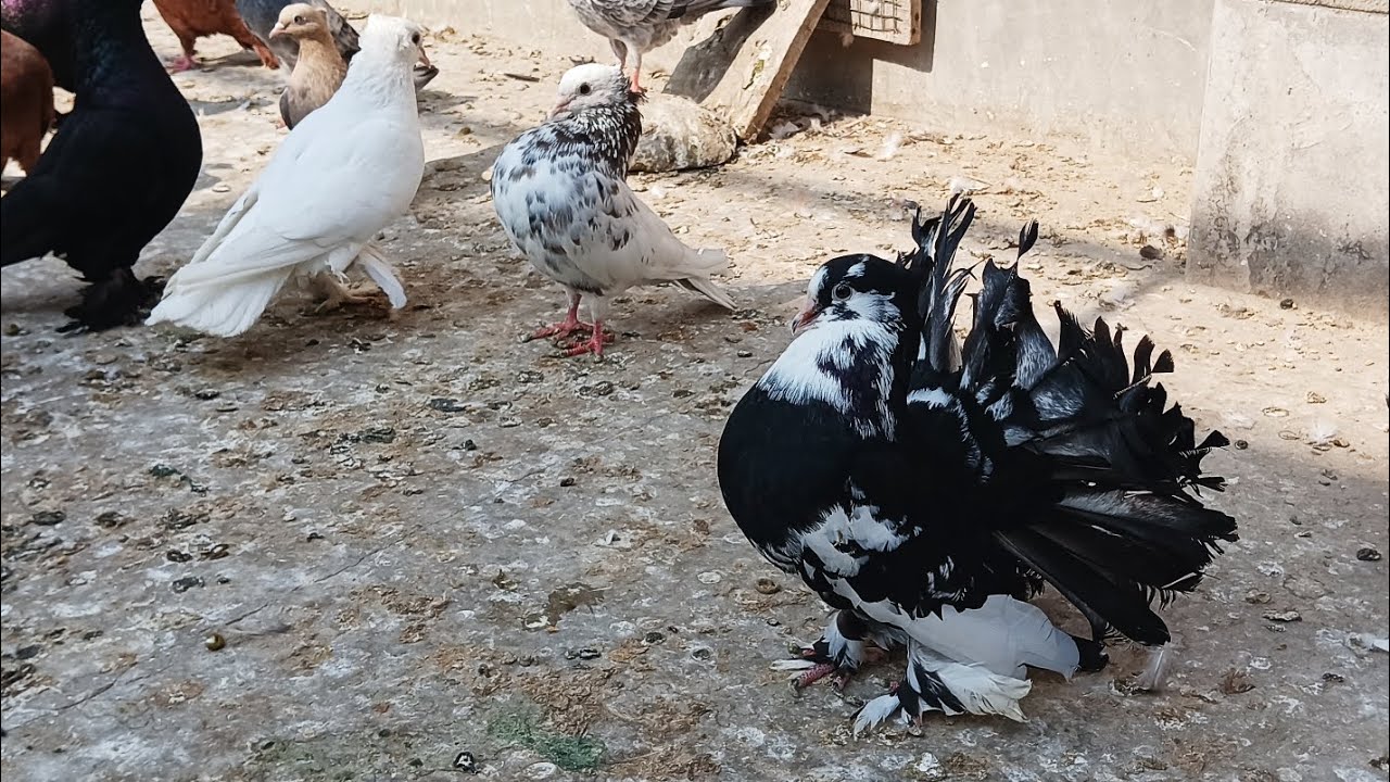 fantail Masti all types of fancy Pigeon available here. - YouTube
