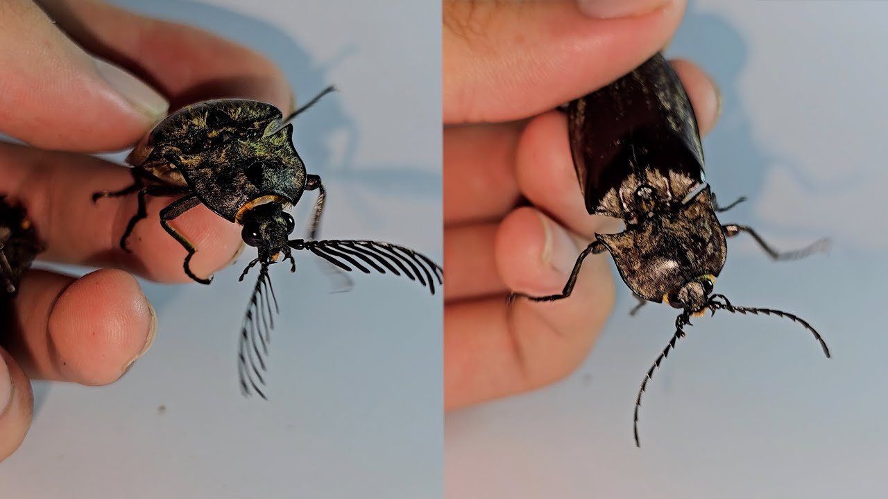 Meet The Incredible Giant Click Beetle From Asia - Oxynopterus Audouini ...