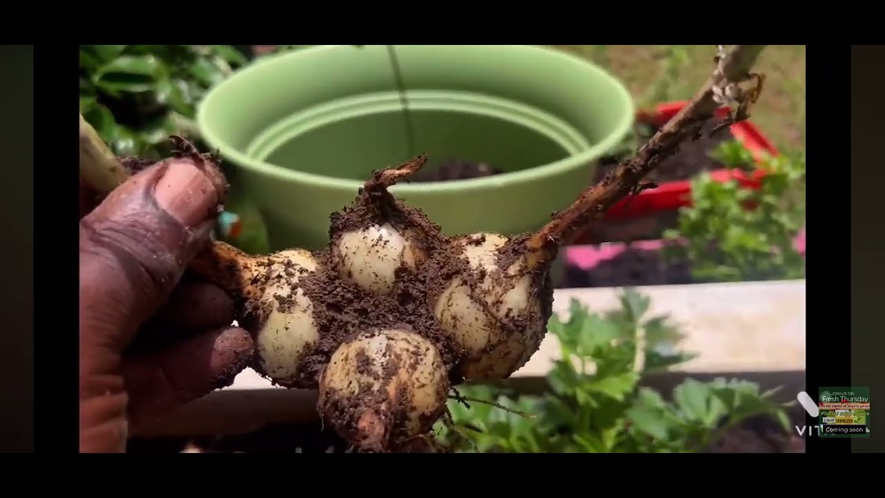 Onion Hack in small space 10 onions from 1 onion bottom - YouTube